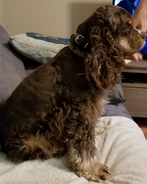 AKC Cocker Spaniel Puppies